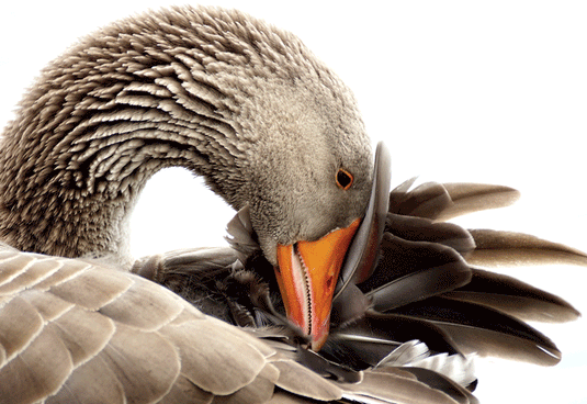 Bulk Goose Feathers | Wholesale Goose Feathers for Crafts – Moonlight ...