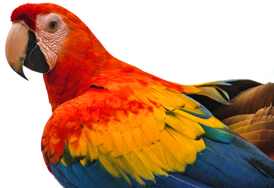 Exotic Feathers | Parrot, Macaw, Pheasant & More – Moonlight Feather
