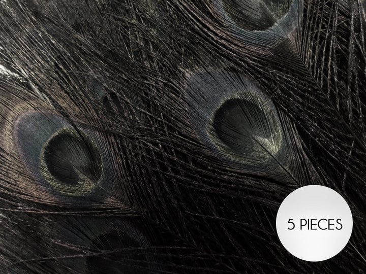 Real Peacock Feathers for Sale | Moonlight Feather
