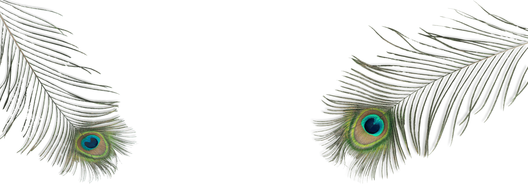 Feathers for crafting, sports and fashion – Moonlight Feather