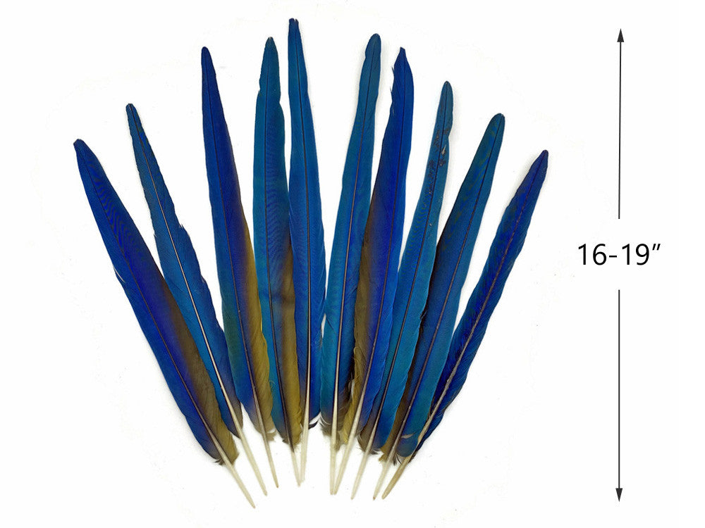 Iridescent Blue Macaw Feathers | Moonlight Feather