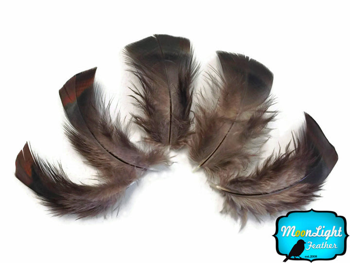 Wild Turkey Feathers | Wings, Tails & More | Moonlight Feather