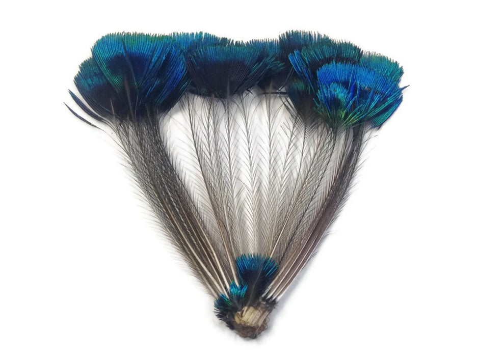 Peacock Wing and Body Feathers | Peacock Feather Wings – Moonlight Feather