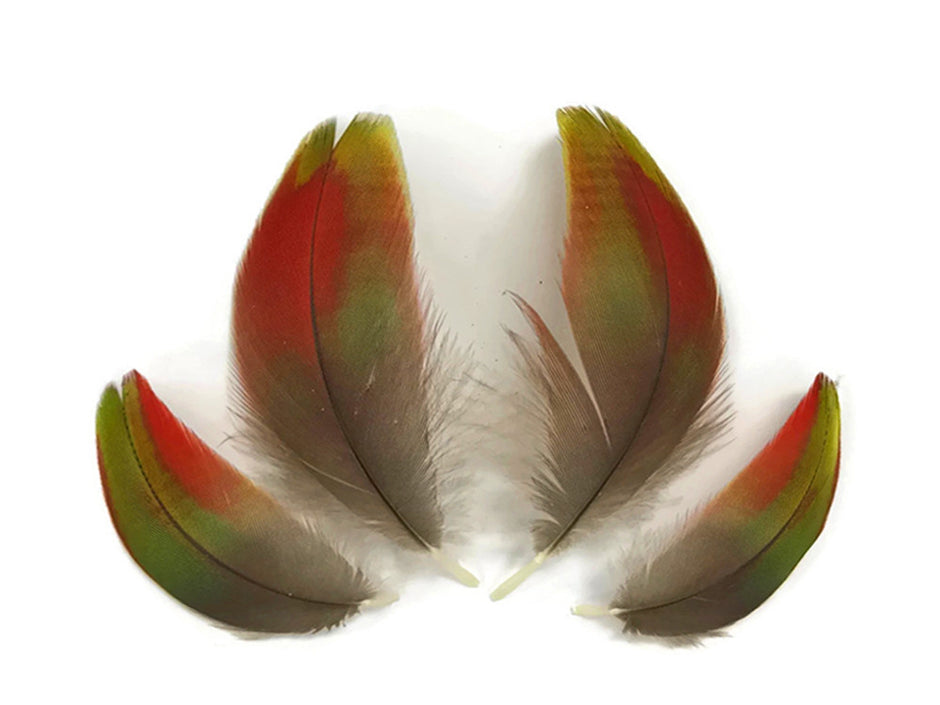 Cruelty-Free & Naturally Molted Feathers | Moonlight Feather