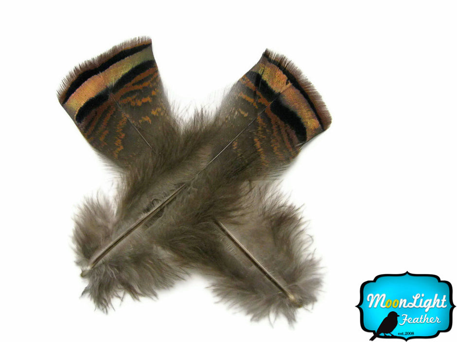 Wild Turkey Feathers | Wings, Tails & More | Moonlight Feather