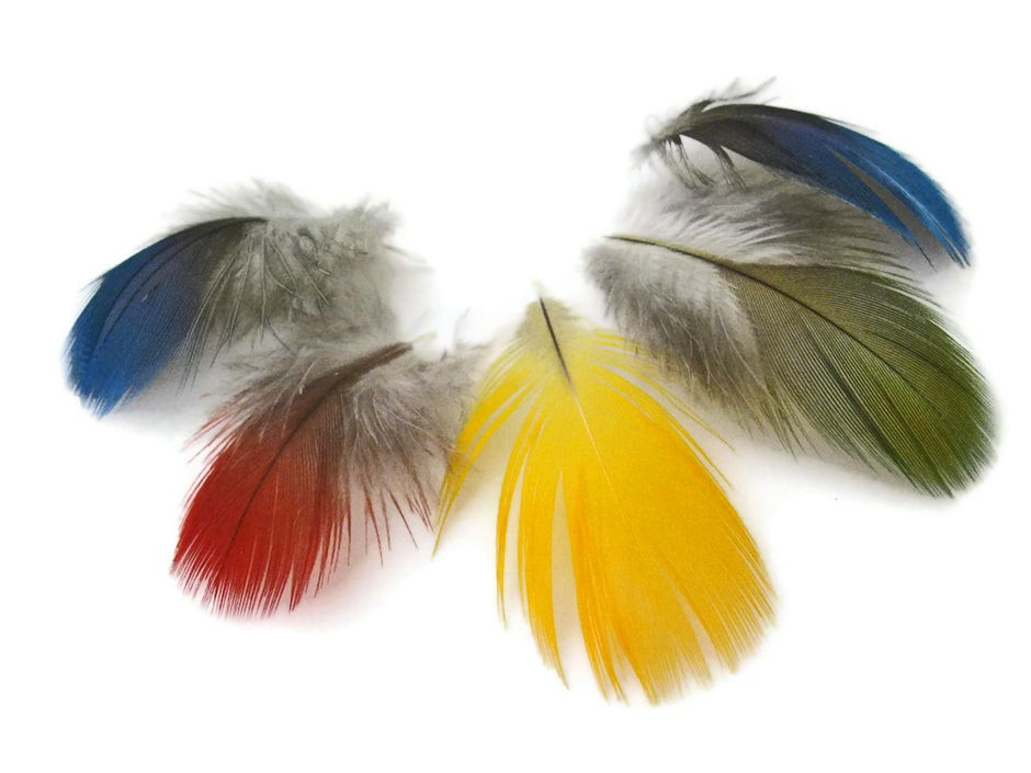 Cruelty-Free & Naturally Molted Feathers | Moonlight Feather