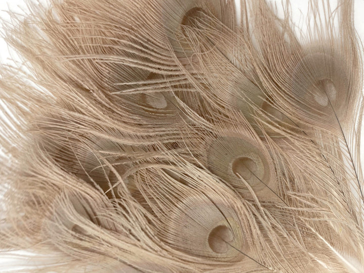Real Peacock Feathers for Sale | Moonlight Feather