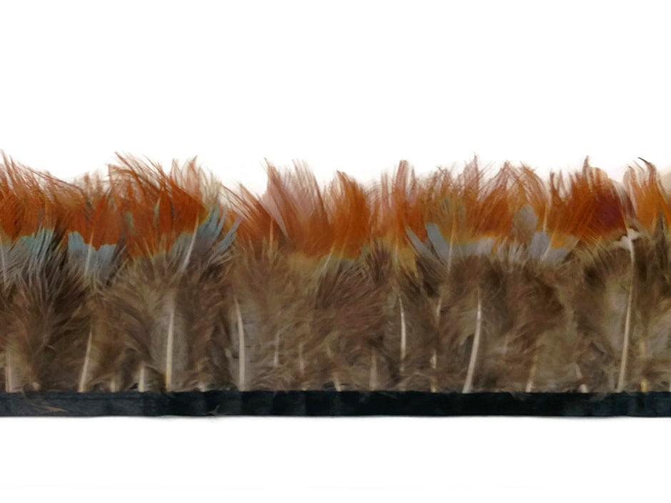 Ring Necked Pheasant Feathers for Sale | Moonlight Feather