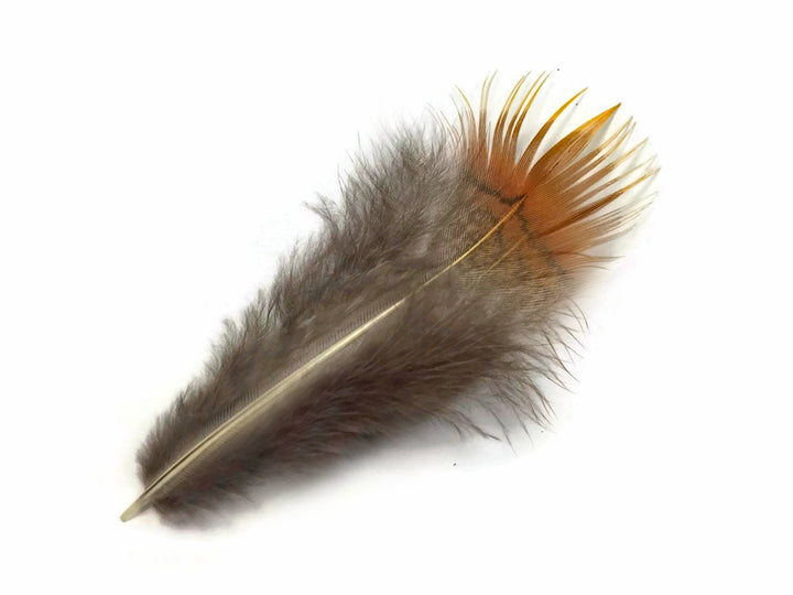 Craft Pheasant Feathers for Sale | Moonlight Feather